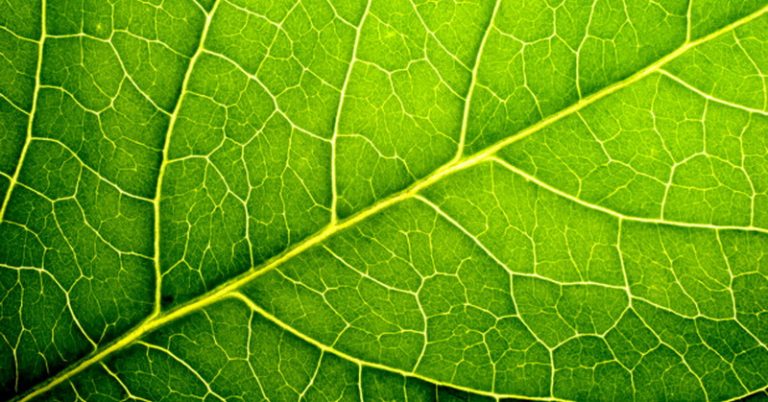 Pengertian Fotosintesis : Hasil, Reaksi, Rumus, Fungsi Dan Contohnya ...