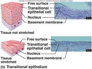 Pengertian Jaringan Epitel : Struktur, Ciri, Sifat Dan Gambarnya - Kang ...