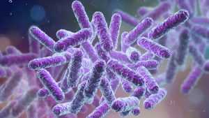 Pengertian Monera : Kindom, Klasifikasi, Materi, Contoh, Ciri, Struktur ...